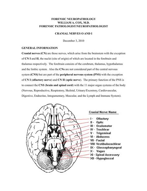 PDF Cranial Nerve 0 1 DOKUMEN TIPS