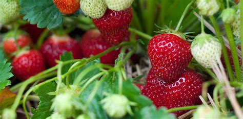 Strawberry Harvesting Robots To Be Trialled In Cambridgeshire Hort News