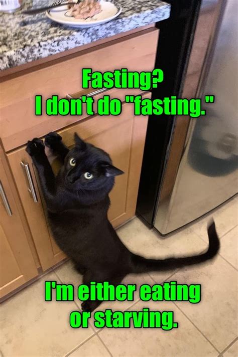 Starving Cat Memes