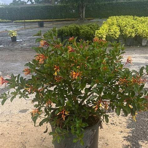 Firebush Dwarf For Sale Plantology Usa