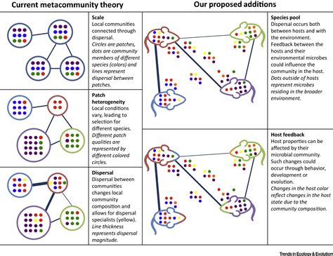 Microbiomes As Metacommunities Understanding Host Associated Microbes Through Metacommunity