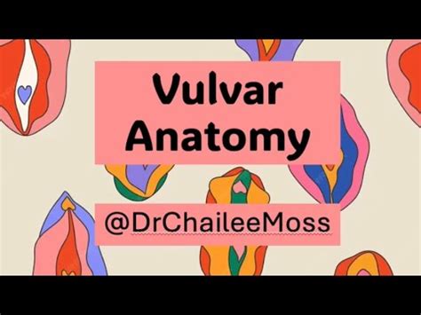 Vulvar Anatomy Youtube