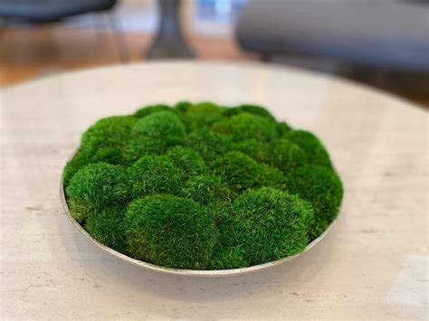 Moss Tray Etsy