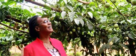 Ecological And Fertiliser Requirements Growing Passion Fruits