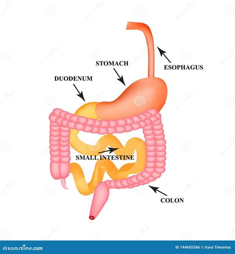 Duodenum Colon Stock Illustrations 2872 Duodenum Colon Stock