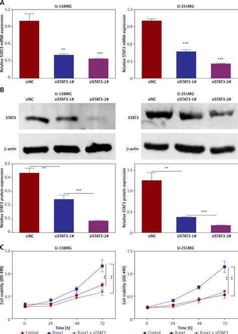 Runx1 Promotes The Development Of Glioma Cells By Regulating Jak Stat