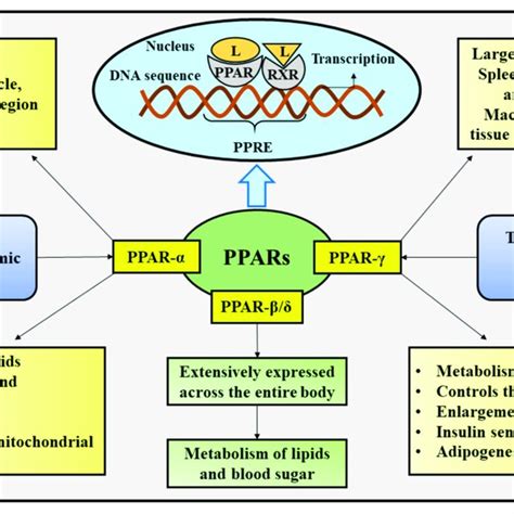 Location Ligand Based Activation Functions And Transcriptional Download Scientific Diagram