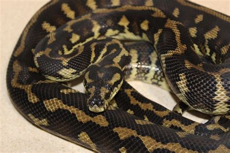 Pure Papuan Female Irian Jaya Carpet Python By Morelia Et Alia