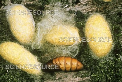 Large Silk Moth Pupa