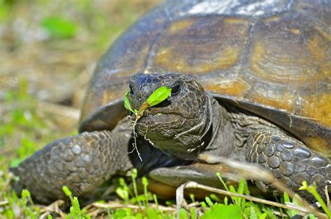 Gopher Tortoise Stock Image F0315387 Science Photo Library
