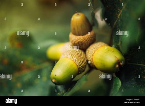 Oak Tree Branch Acorn Nut As Beautiful Autumn Season Background