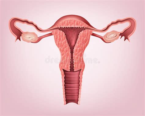 Female Reproductive System Diagram Unlabeled Side View Female