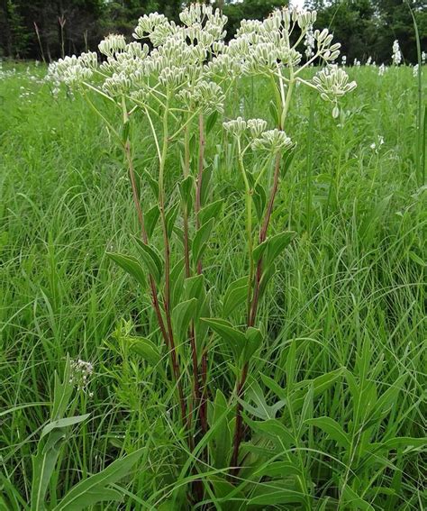 What Is Cow Parsnip Cow Parsnip Growing Conditions And More Artofit