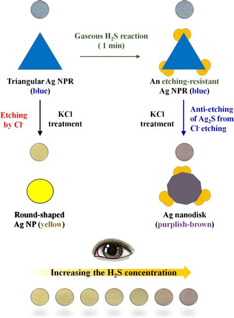 Schematic Of The Paper Based Colorimetric Detection Of Hydrogen Sulfide