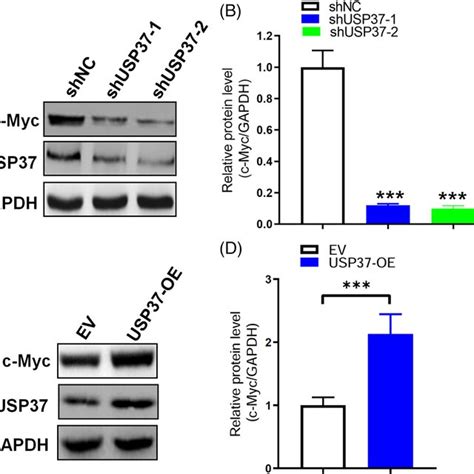 Usp37 Regulates C‐myc Expression In Keloid Fibroblasts A B The Download Scientific Diagram