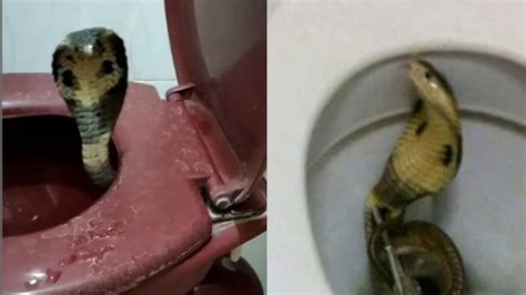 6 Momen Bikin Kaget Ketemu Ular Kobra Saat Mau BAB Awalnya Dikira Kotoran Hot Liputan6 Com