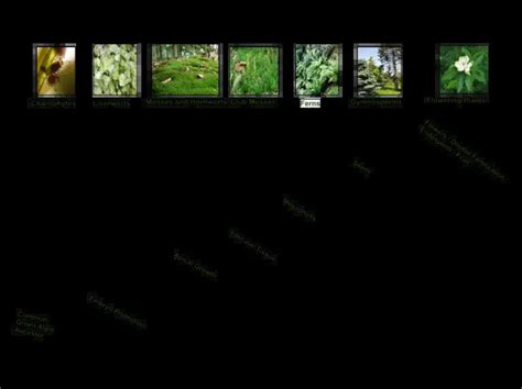 Phylogenetic Tree Definition Types Steps Methods Uses Biology Notes Online