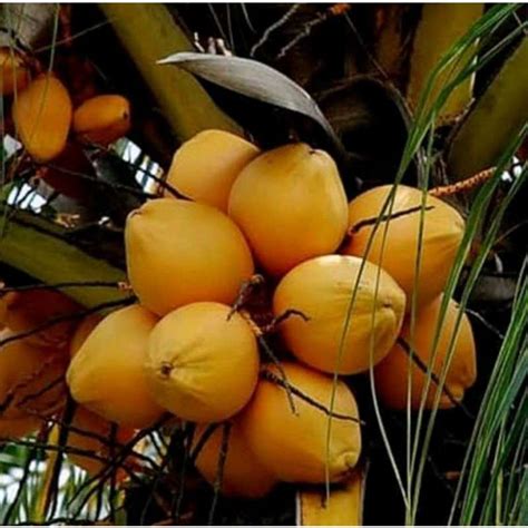 Kelapa Hibrida Kuning
