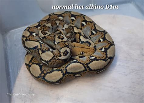 Normal Het Albino D1m Reticulated Python By Eggtoothreptiles