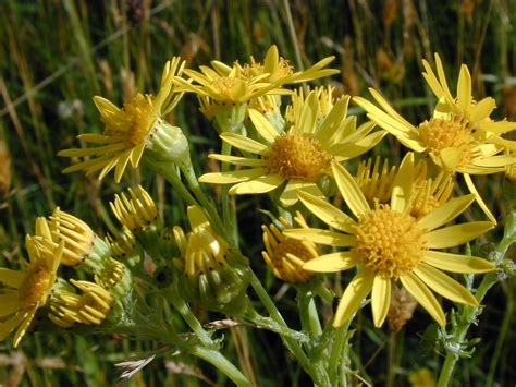 Free Images Nature Flora