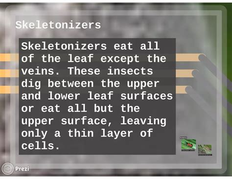 Classification Of Insect Pest Pdf