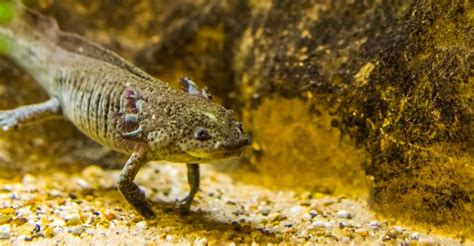 Complete Guide To Axolotl Habitat Distribution Threats And Conservation