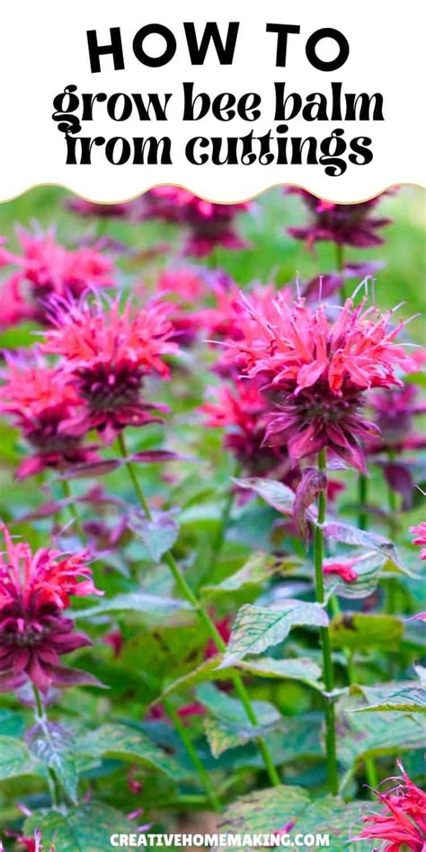 How To Grow Bee Balm From Cuttings A Step By Step Guide Creative