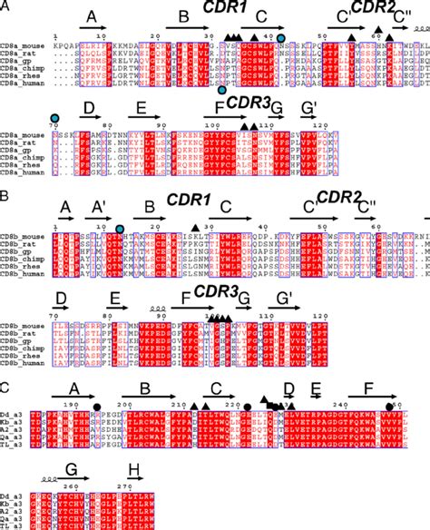 structure based sequence alignment of cd8 ␣ cd8 ␤ and the ␣ 3