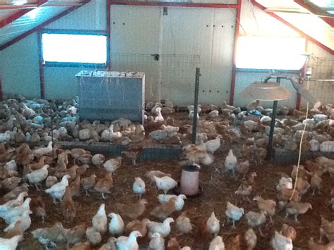 Shgbirdsdetection Object Detection Dataset And Pre Trained Model By Imakshay