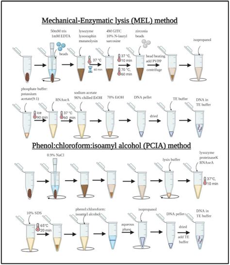 What Is The Purpose Of Ethanol In Dna Extraction At Joshua Hughes Blog