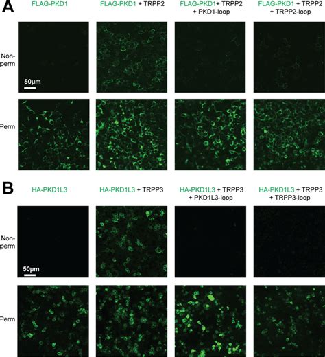 Dominant Negative Effect Of The External Loops On The Cell Surface