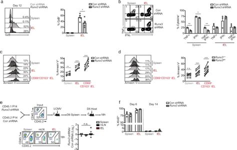 runx3 programs cd8 t cell residency in non lymphoid tissues and tumors