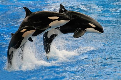 Para Que Servem As Manchas Das Orcas A Ciência Responde Jornal Fatos