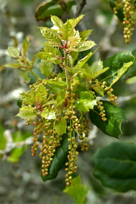Quercus Agrifolia Coast Live Oak Quercus Agrifolia Coast Flickr