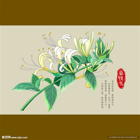 金银花设计图 其他 广告设计 设计图库 昵图网