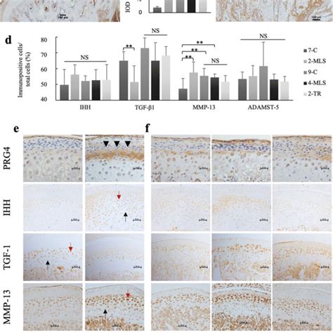 A The Representative Immunostaining Section For The Measurement Of Iod