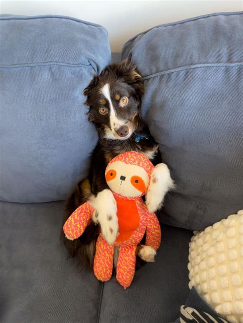 Meet Atlas! : r/miniaussie
