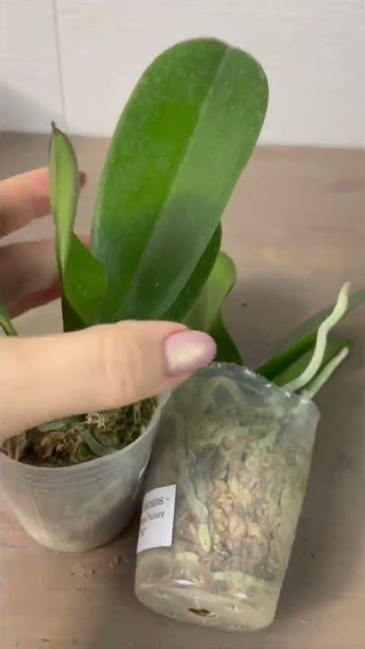 34 Орхидея вываливается из горшка мох сухарик листья вялые Почему Youtube