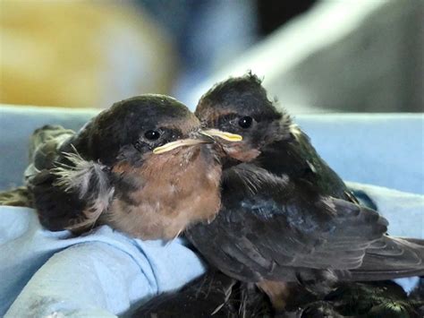 Barn Swallow Powell River Orphaned Wildlife Society