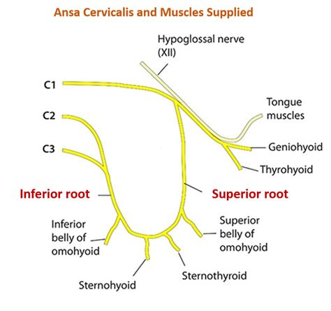 Bainha Carotidea Ansa Cervicalis