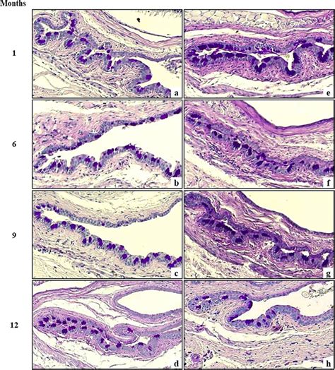 Conjunctiva Histology After Chronic Uap Ba Exposure Representative