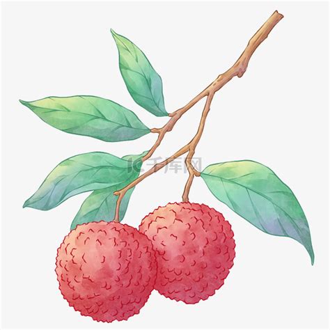 荔枝插画素材图片免费下载 千库网