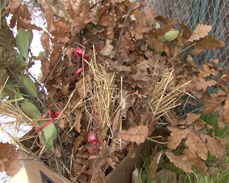 Danas Je Badnji Dan Rtv Jasenica