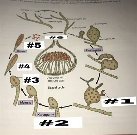 Ascomycota Flashcards Quizlet