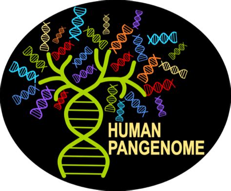 Diversity Inclusion And The Human Pangenome Project Why Capturing Human Genome Diversity In