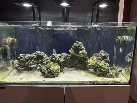 Green Coralline Algae Reef2reef