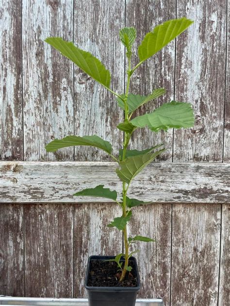 Common Alder Tree Uk Grown Alnus Glutinosa Sapling 2040cm Tall