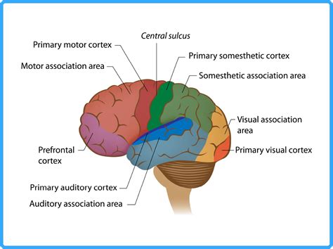 Emociones En Los Escenarios De Aprendizaje
