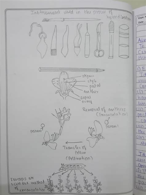 Biology Experiment 15 Pdf