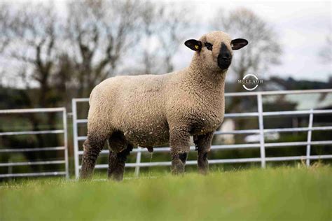Record Breaking Premier Sale Hampshire Down Sheep Breeders Association